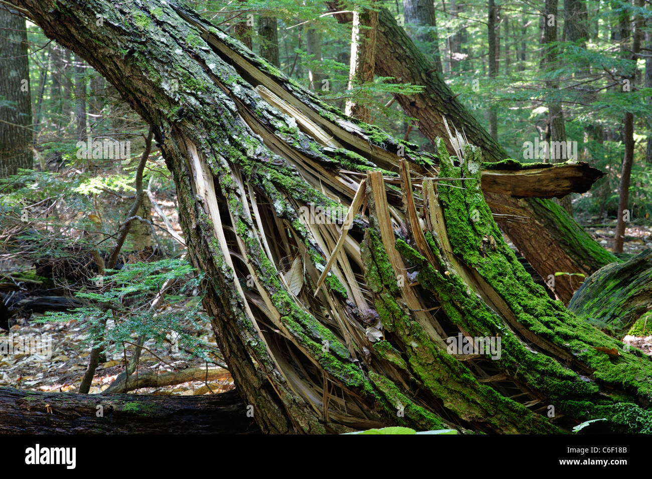 Hemlock tree hi-res stock photography and images - Alamy