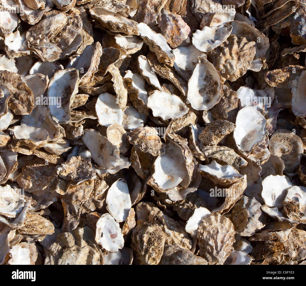 Oyster shells hi-res stock photography and images - Alamy