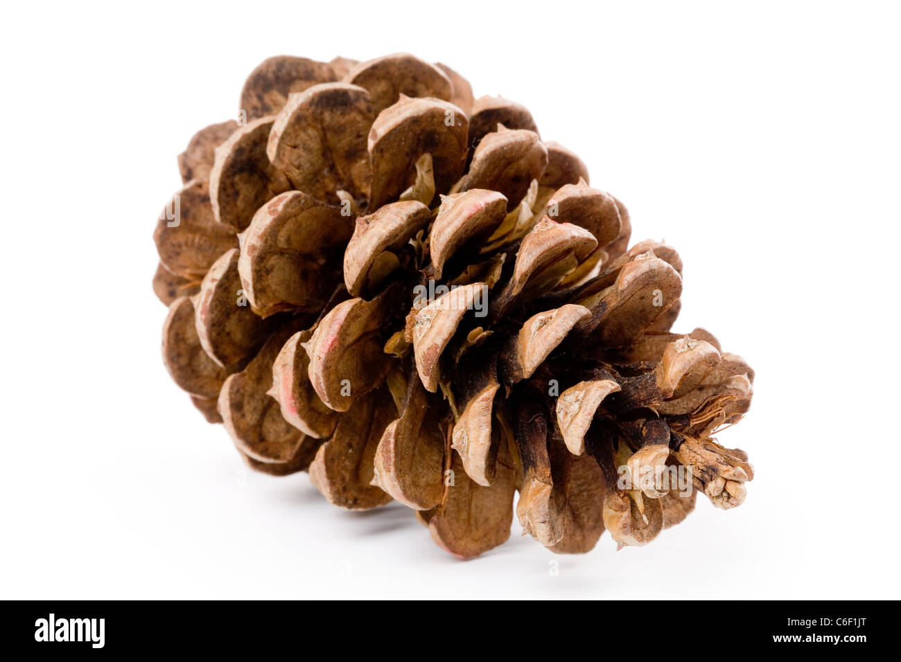 Pine Cone with white background Stock Photo - Alamy