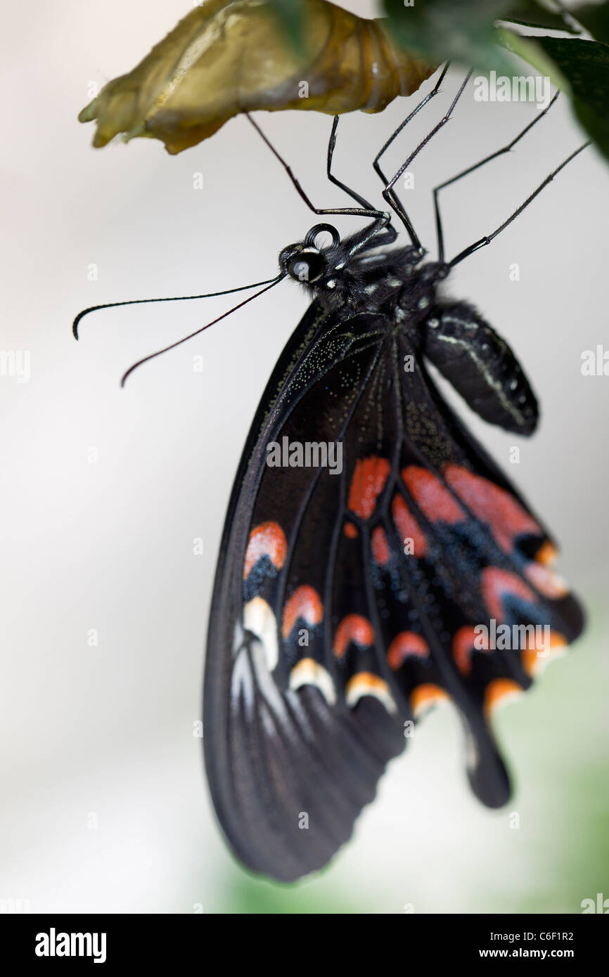 A common mormon butterfly emerging from its caccoon Stock Photo - Alamy