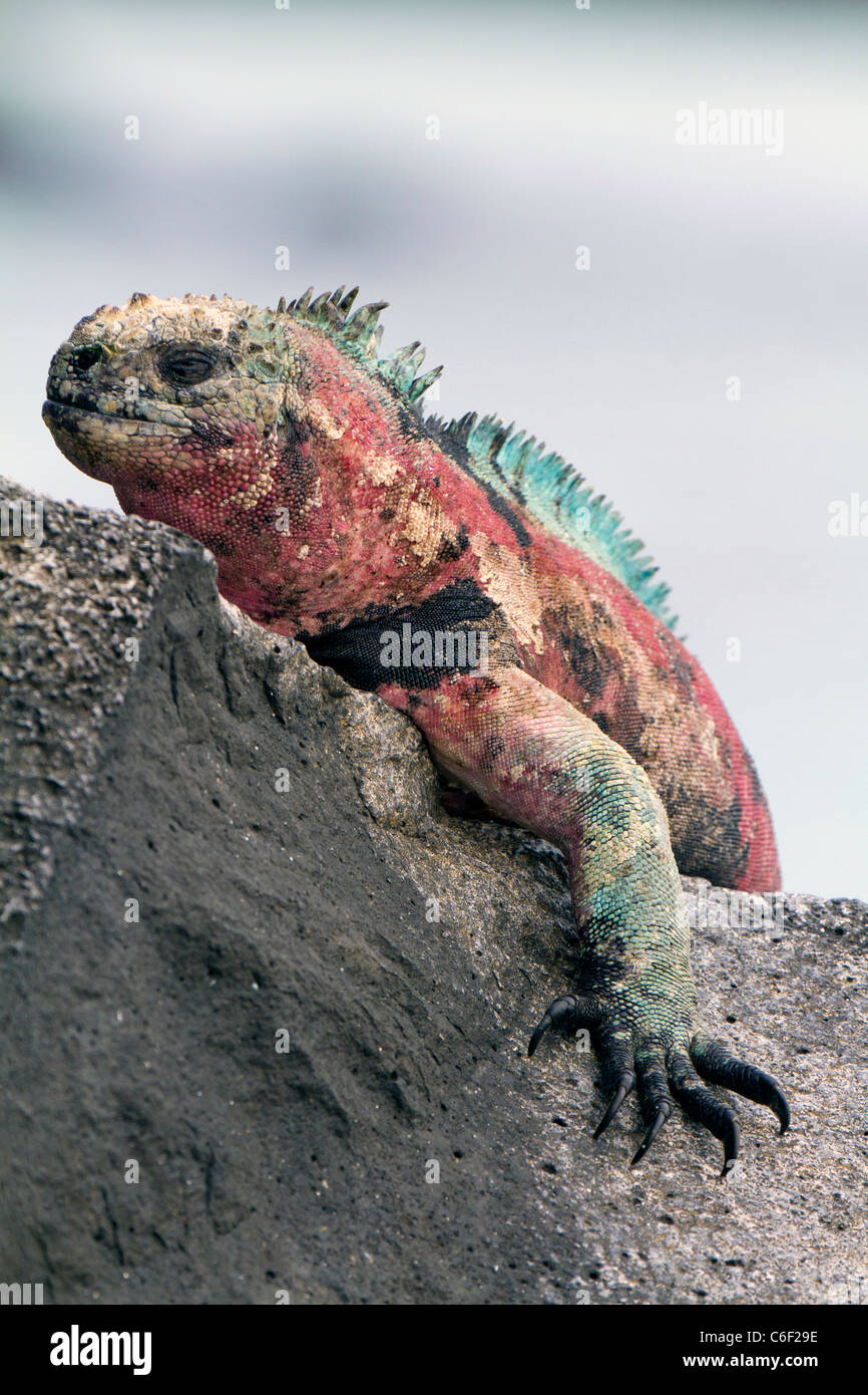 Espanola marine iguana punta suarez hi-res stock photography and images ...