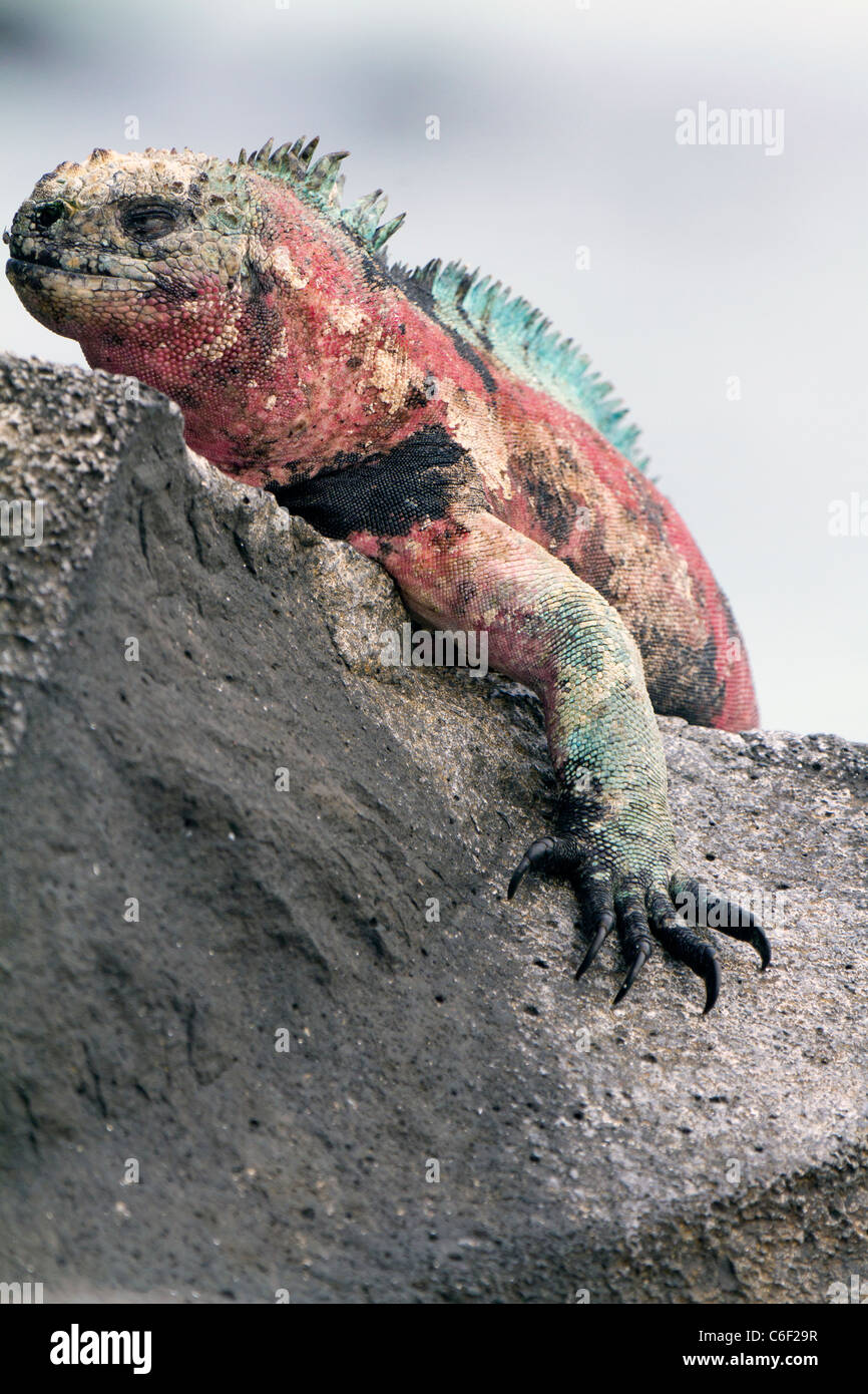 Espanola marine iguana punta suarez hi-res stock photography and images ...