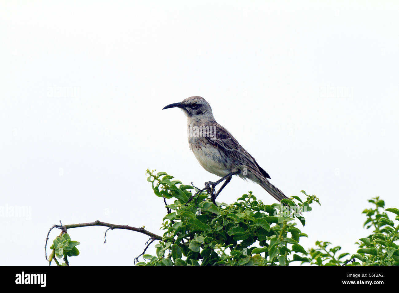 Hood mockingbird mimus macdonaldi hi-res stock photography and images ...