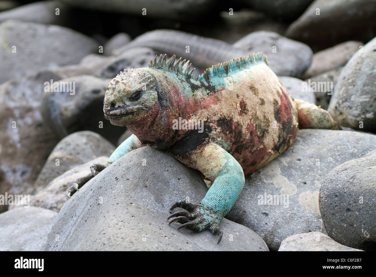 Espanola Marine Iguana, Punta Suarez, Galapagos Stock Photo - Alamy