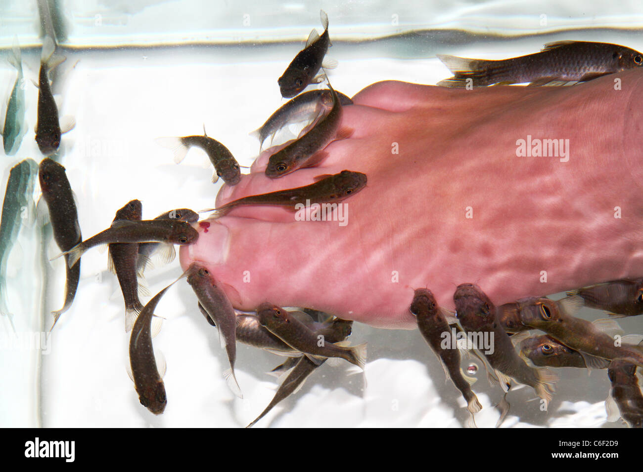 Feet in fish tank hi-res stock photography and images - Alamy
