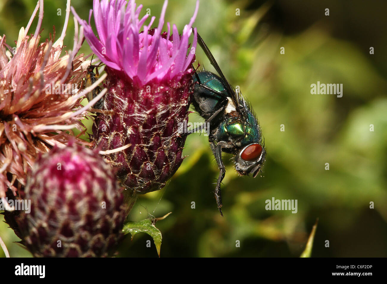 Greenbottle fly on Thistle flower Stock Photo - Alamy