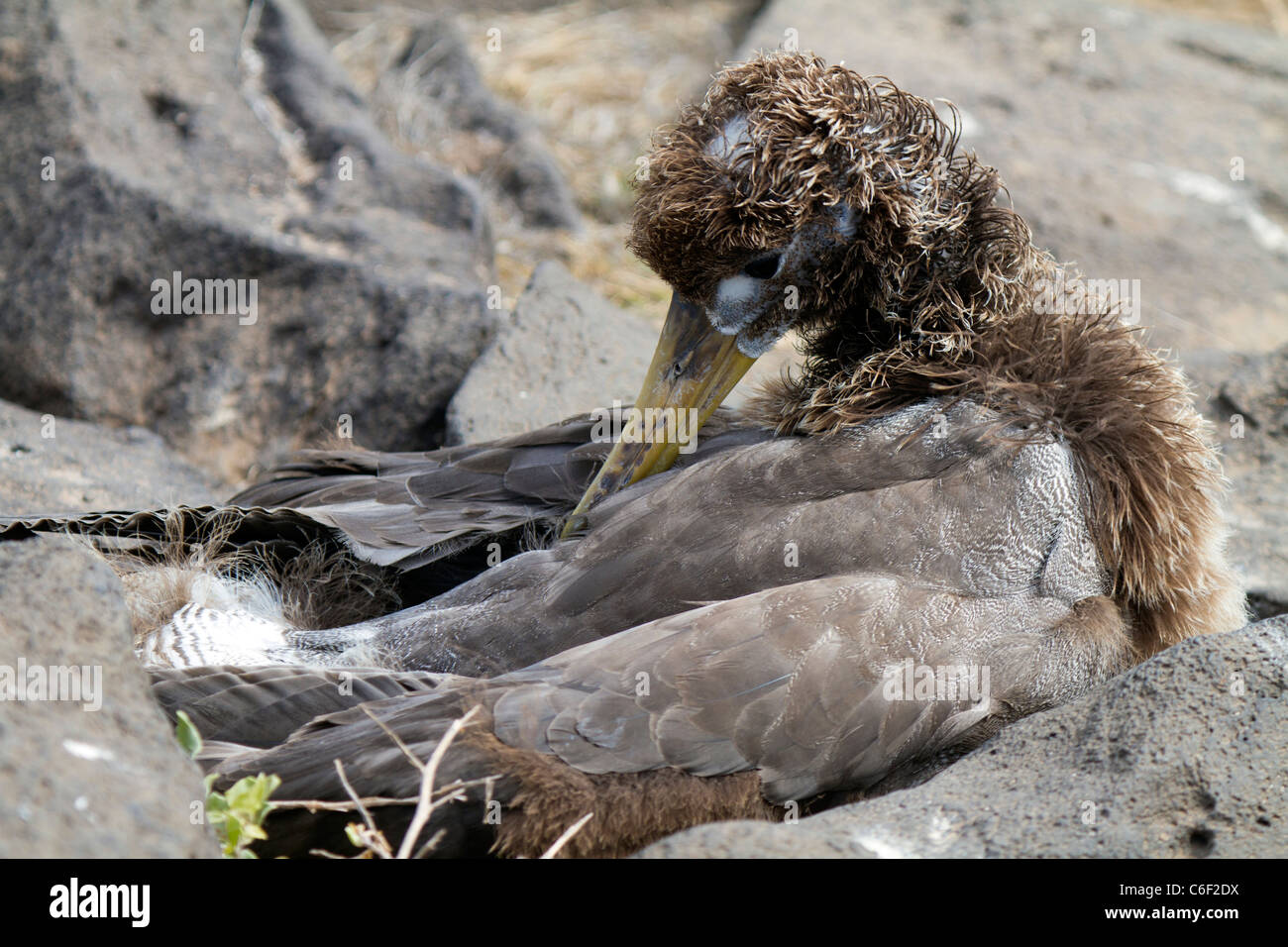 Juvenile waved albatross preening at the nesting grounds, Punta Suarez ...