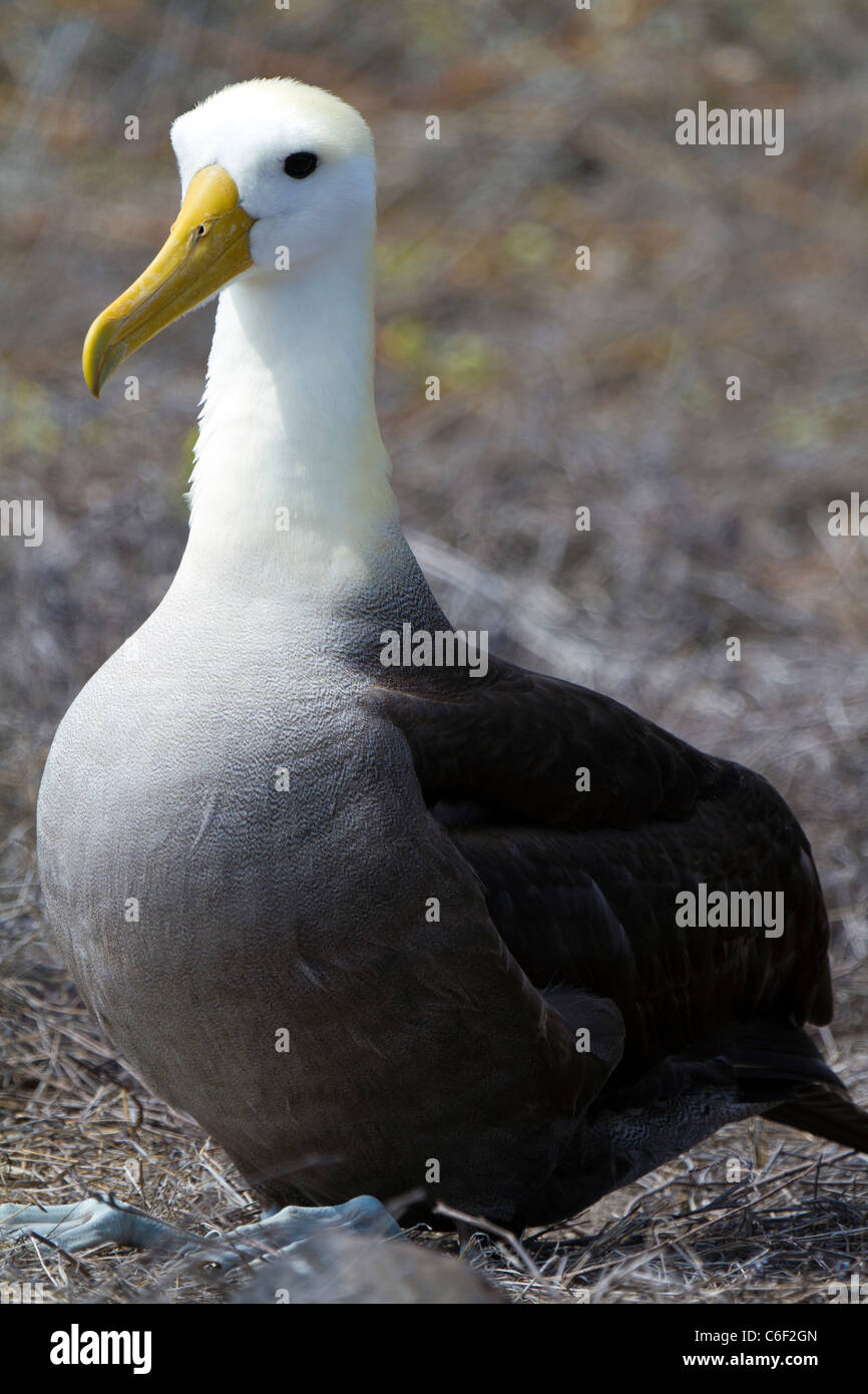 Waved albatross, Punta Suarez, Espanola Island, Galapagos Stock Photo ...