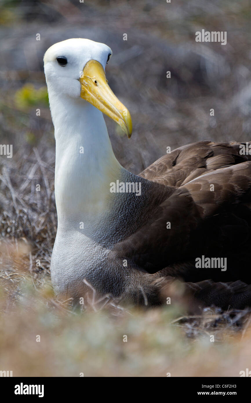 Waved albatross on nest at Punta Suarez Espanola Island Galapagos Stock ...