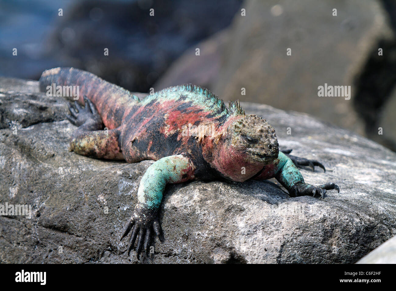 The spectacular colors of the Espanola marina iguana, Galapagos Stock ...