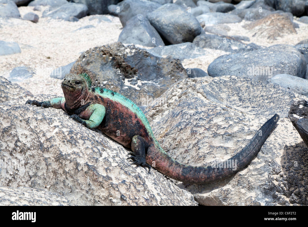 Espanola marine iguana punta suarez hi-res stock photography and images ...