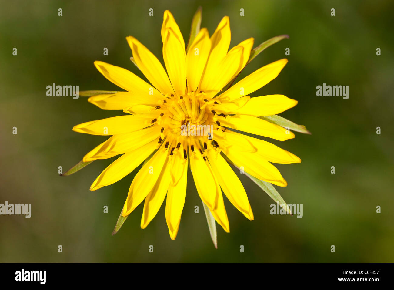 Yellow flower head Stock Photo - Alamy