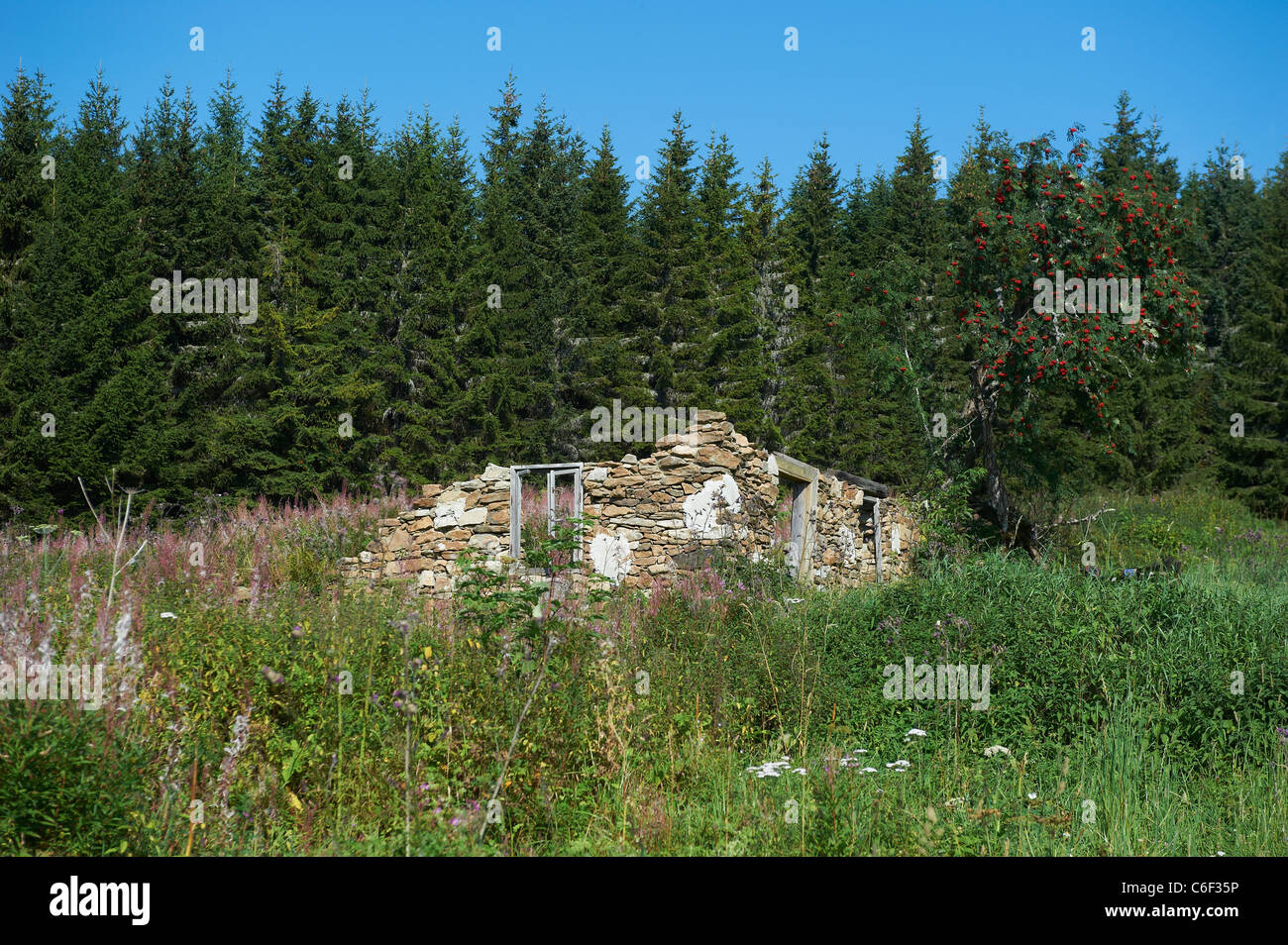 Bucina hi-res stock photography and images - Alamy