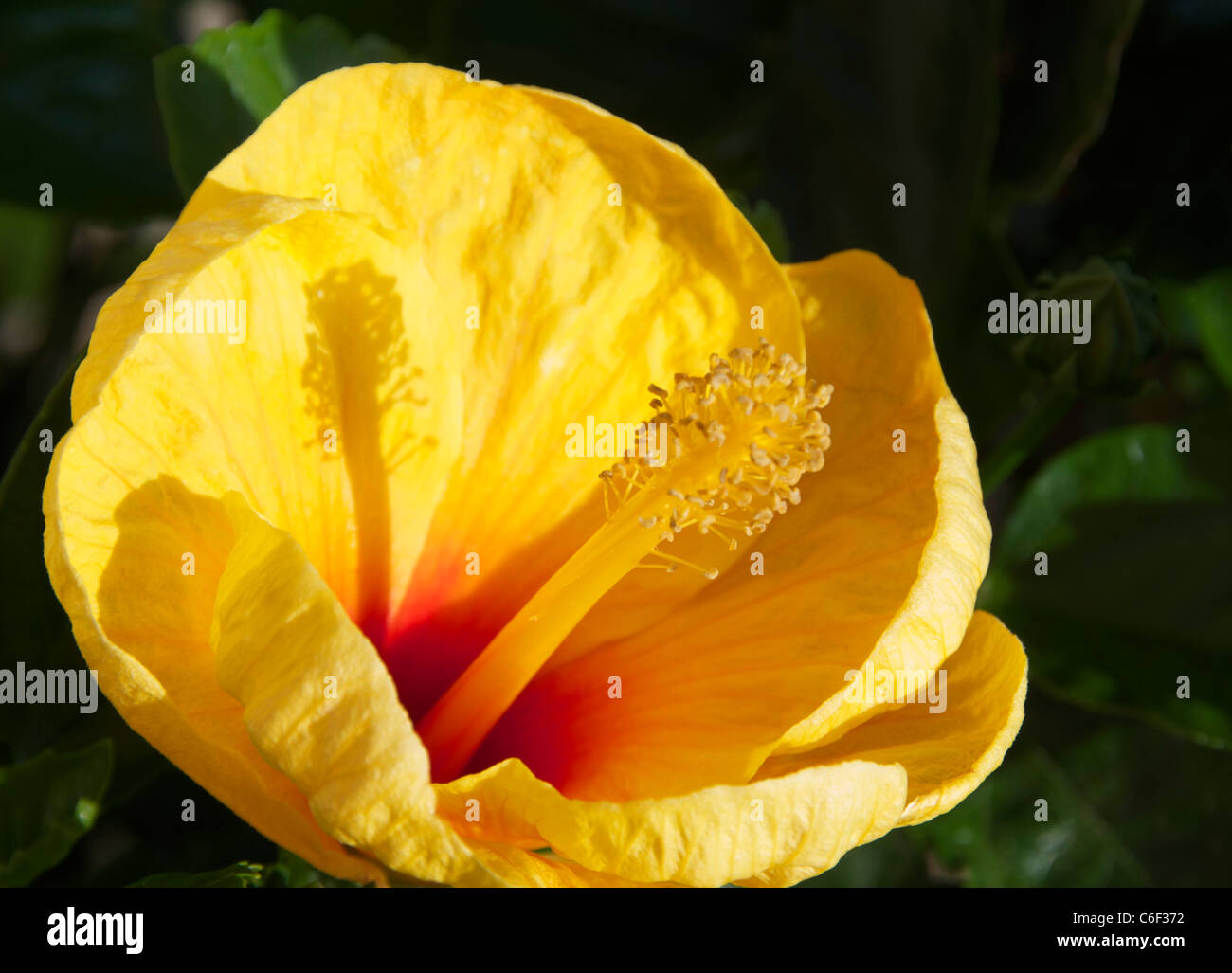 Yellow hibiscus hi-res stock photography and images - Alamy