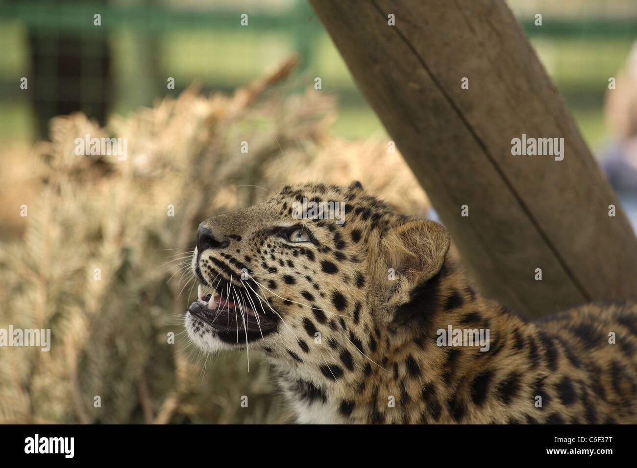 Leopard cub at Wildlife Heritage Center, Kent, UK Stock Photo - Alamy