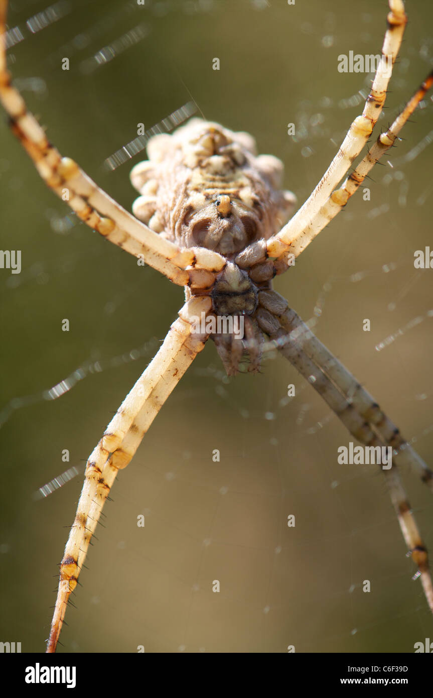 Large Orb-weaver spider close up Stock Photo - Alamy