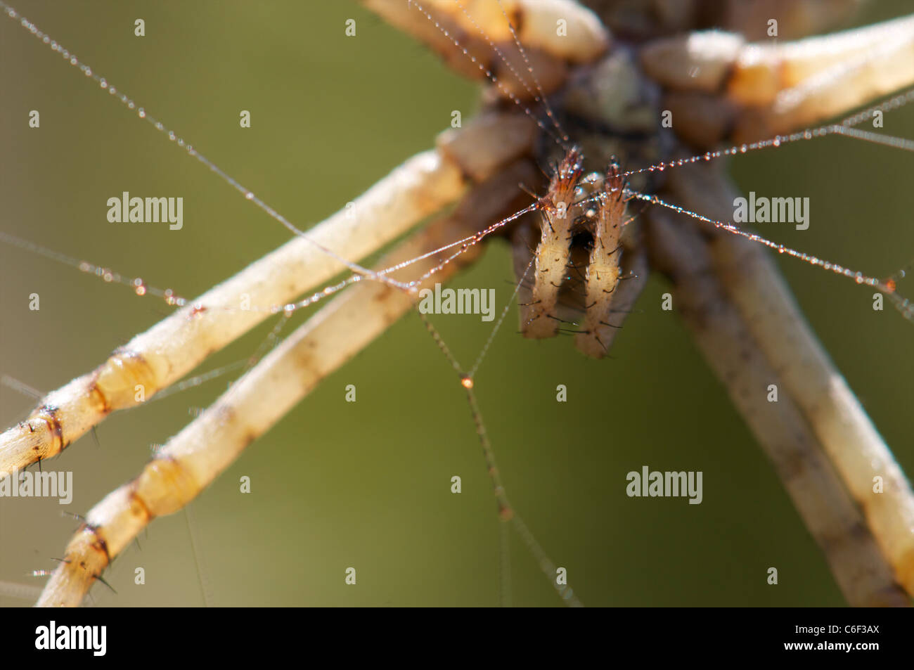 Large Orb-weaver spider close up weaving web Stock Photo - Alamy