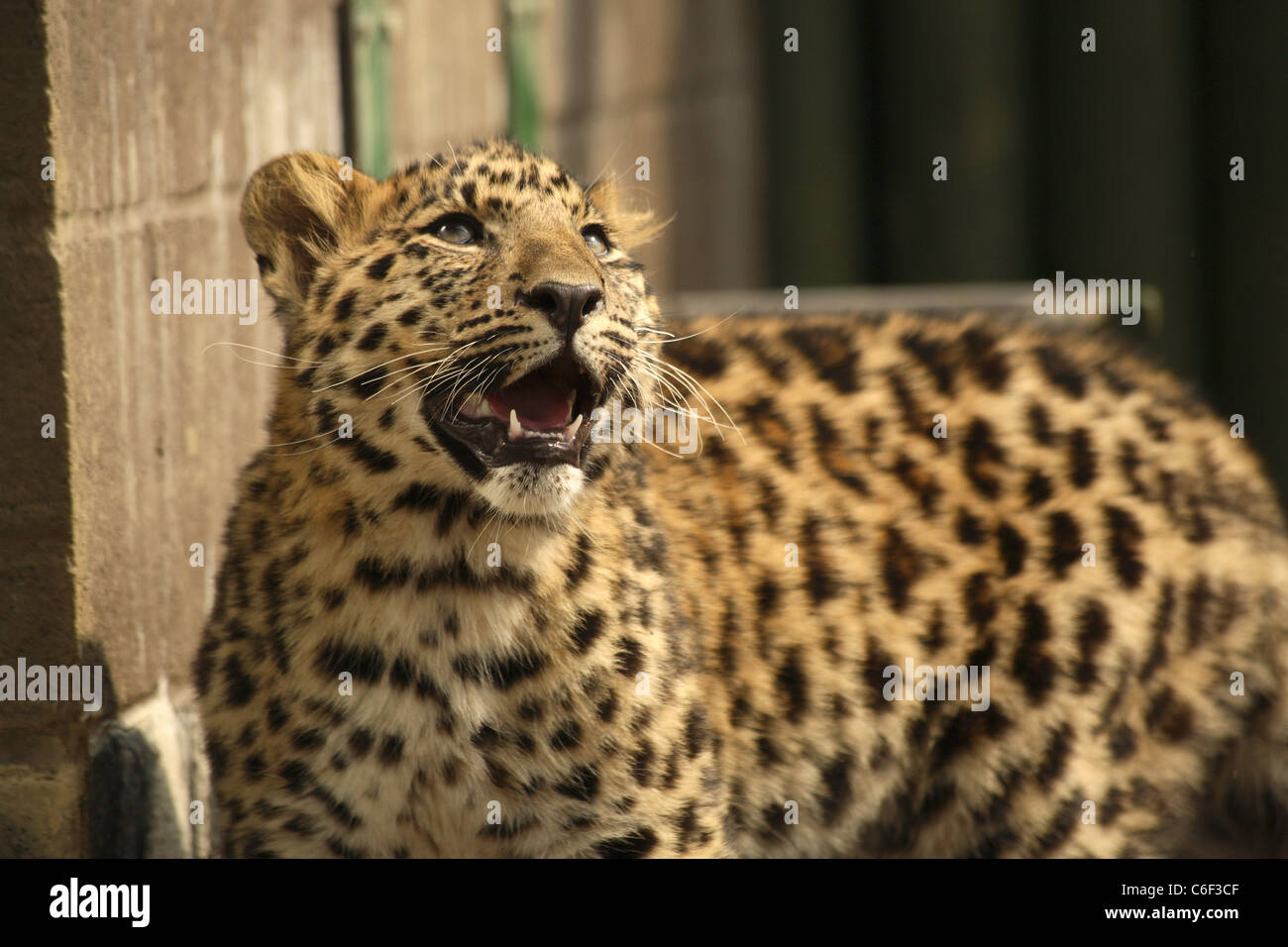Leopard in captivity at Wildlife Heritage Center, Kent, UK Stock Photo ...