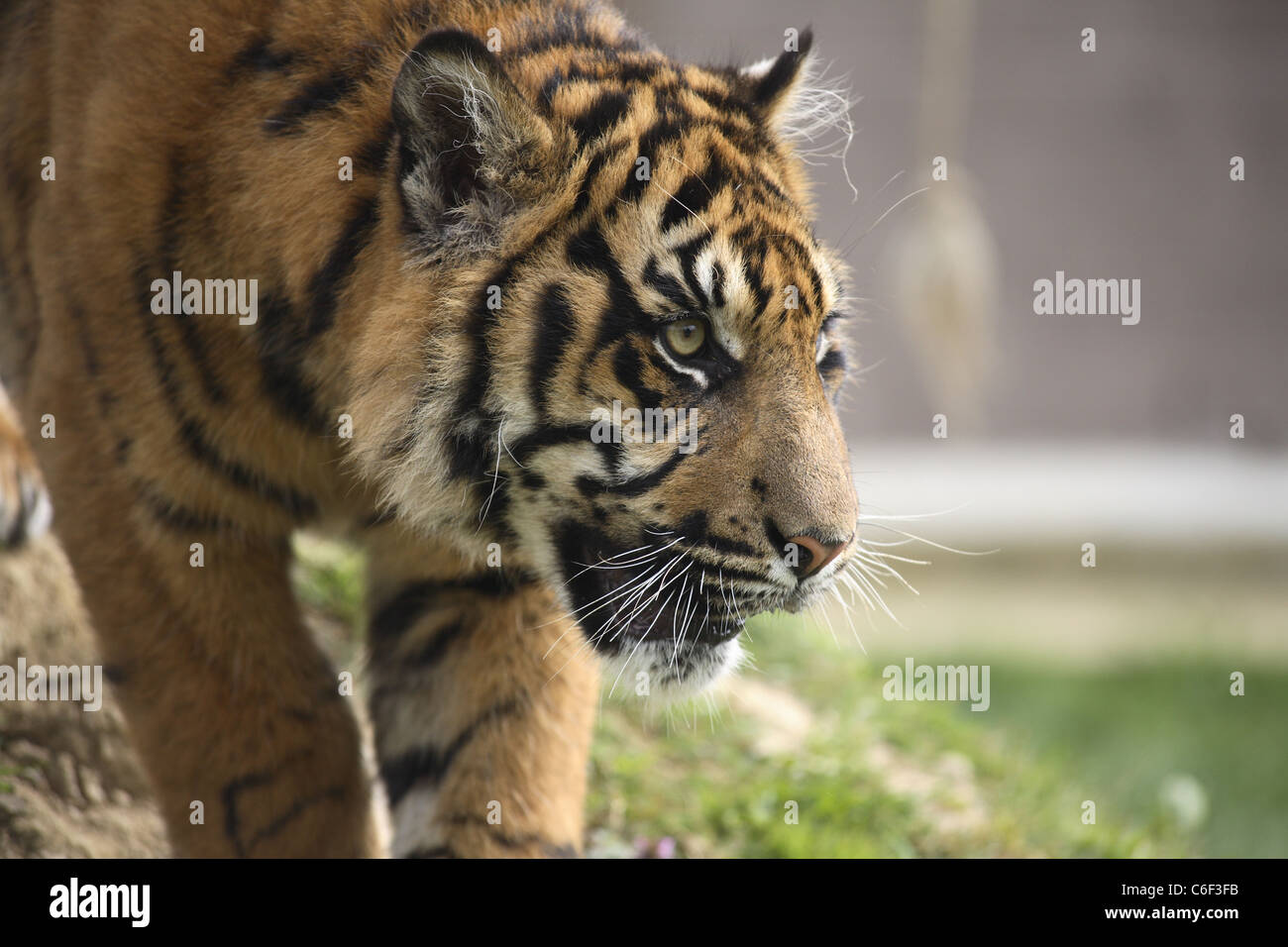 A tiger at Wildlife Heritage Center, Kent, UK Stock Photo - Alamy