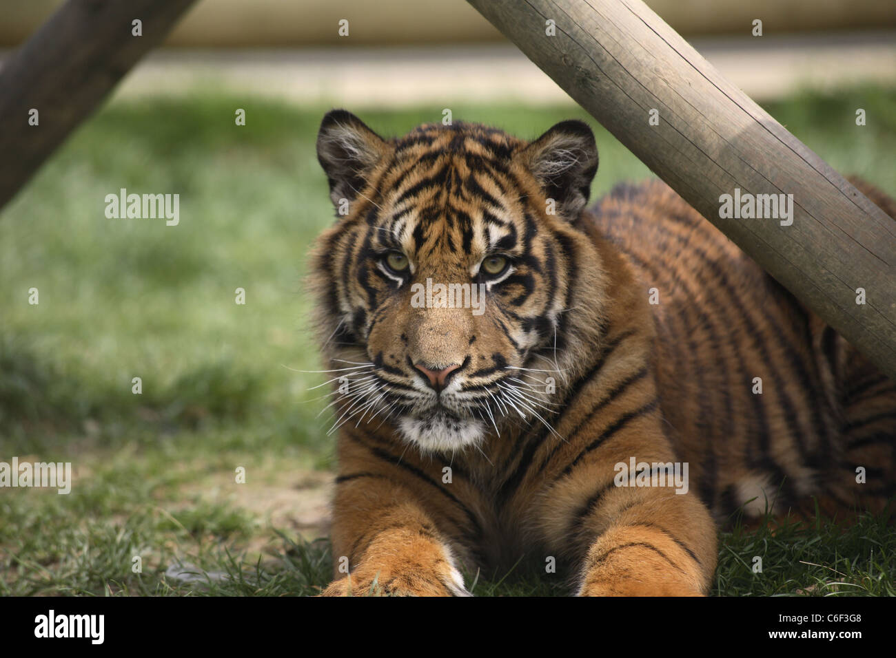 Tiger kent hi-res stock photography and images - Alamy