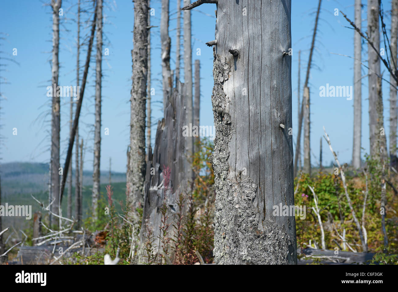Bavarian Forest National Park, Germany, Czech Republic - Germany ...