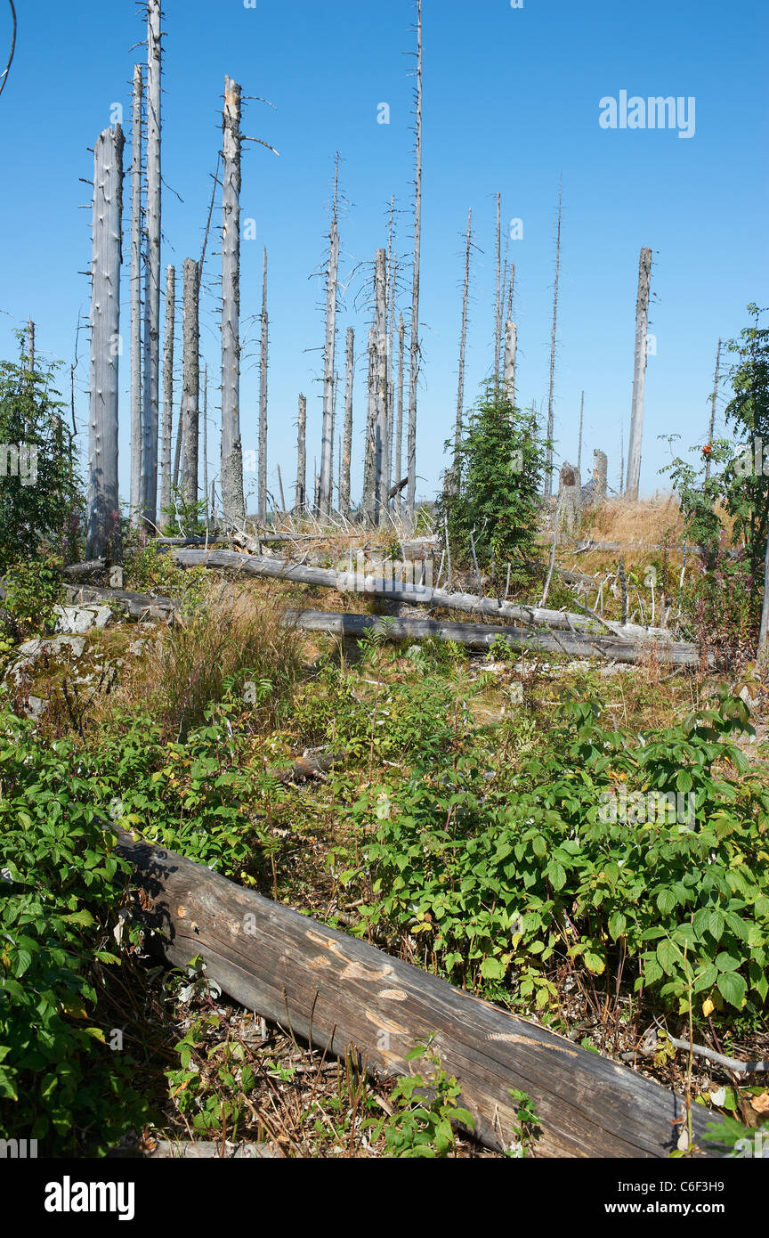 Bavarian Forest National Park, Germany, Czech Republic - Germany ...