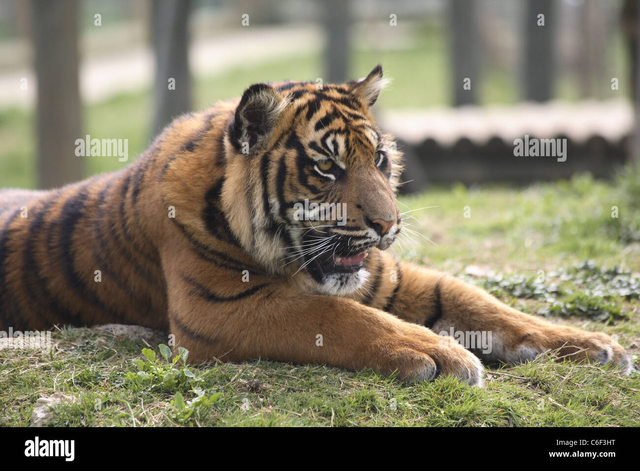 A tiger at Wildlife Heritage Center, Kent, UK Stock Photo - Alamy