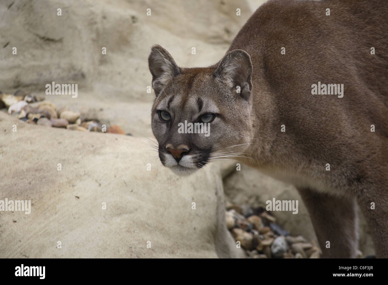 Puma profile hi-res stock photography and images - Alamy
