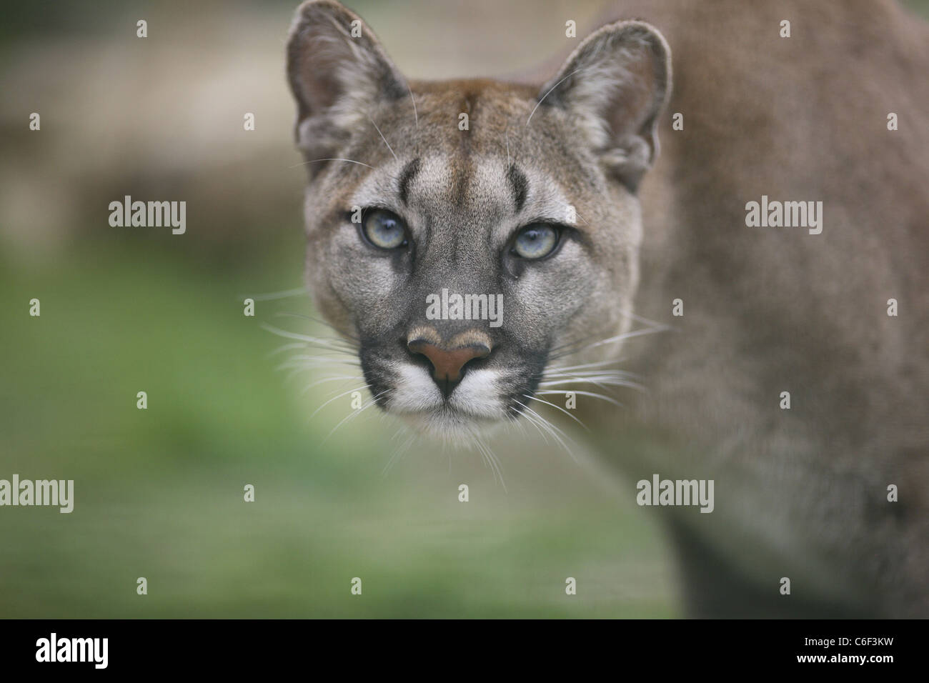 A puma at World Heritage Center, UK Stock Photo - Alamy