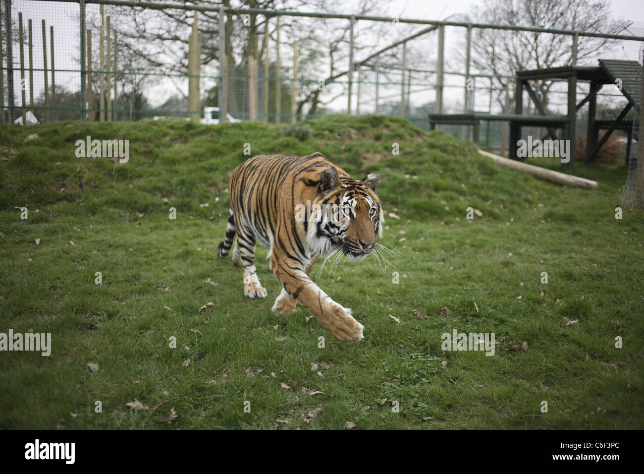 Tiger kent hi-res stock photography and images - Alamy