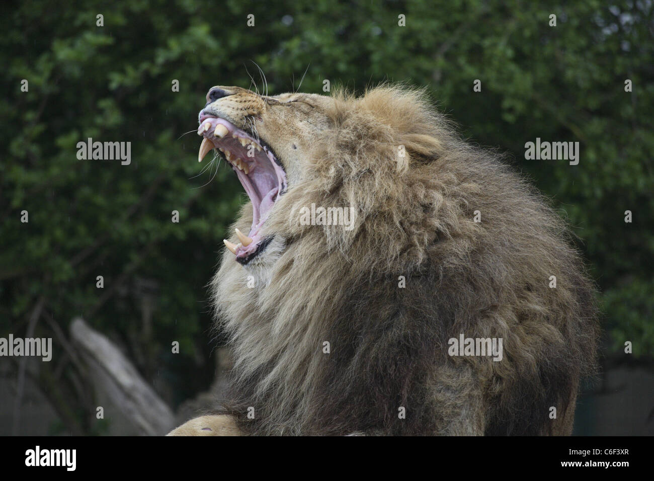 A male adult lion at Wildlife Heritage Center, Kent, UK Stock Photo - Alamy