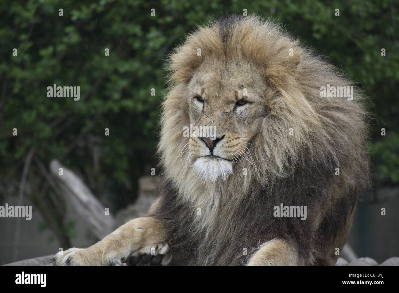 A male adult lion at Wildlife Heritage Center, Kent, UK Stock Photo - Alamy