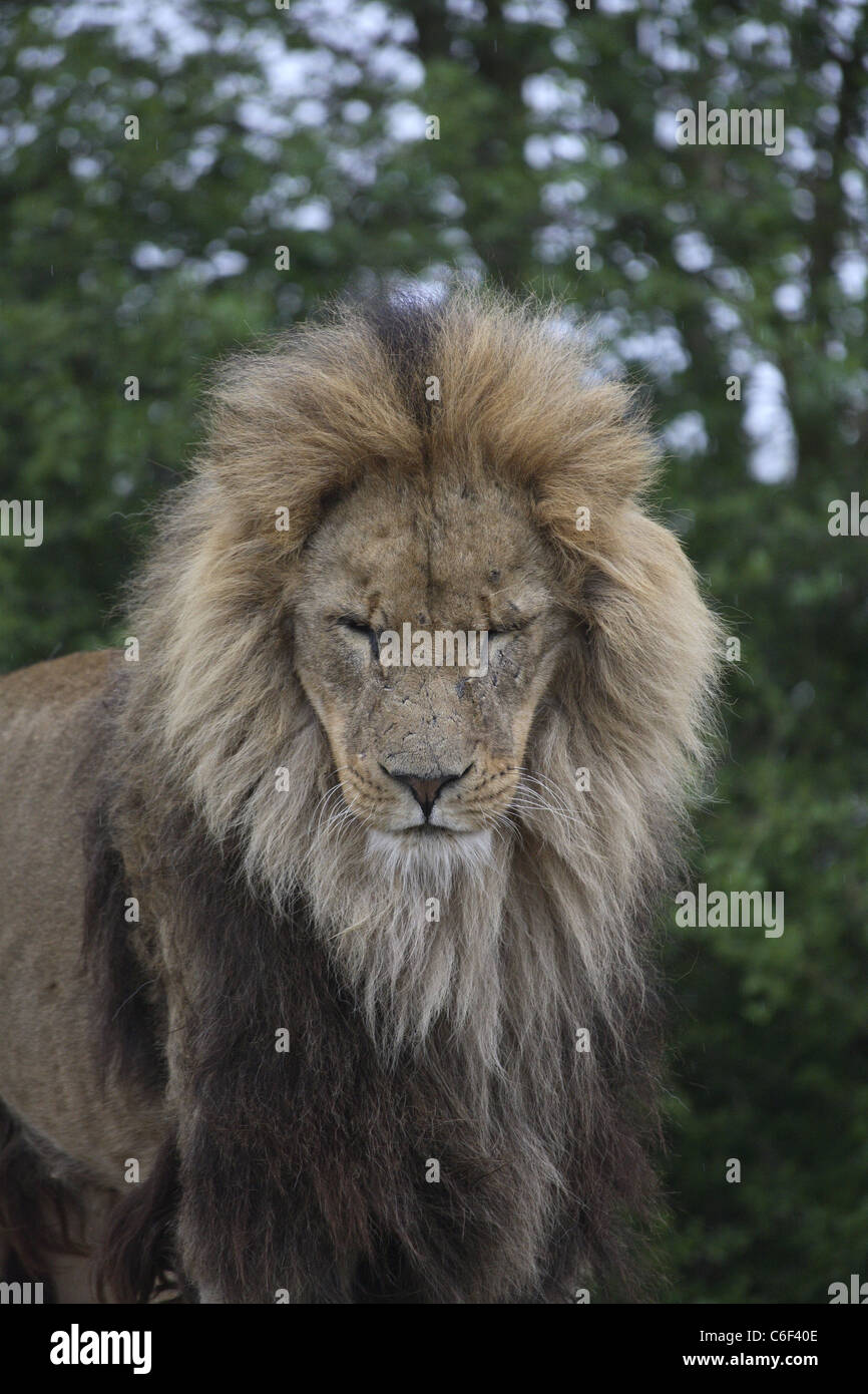 A male adult lion at Wildlife Heritage Center, Kent, UK Stock Photo - Alamy