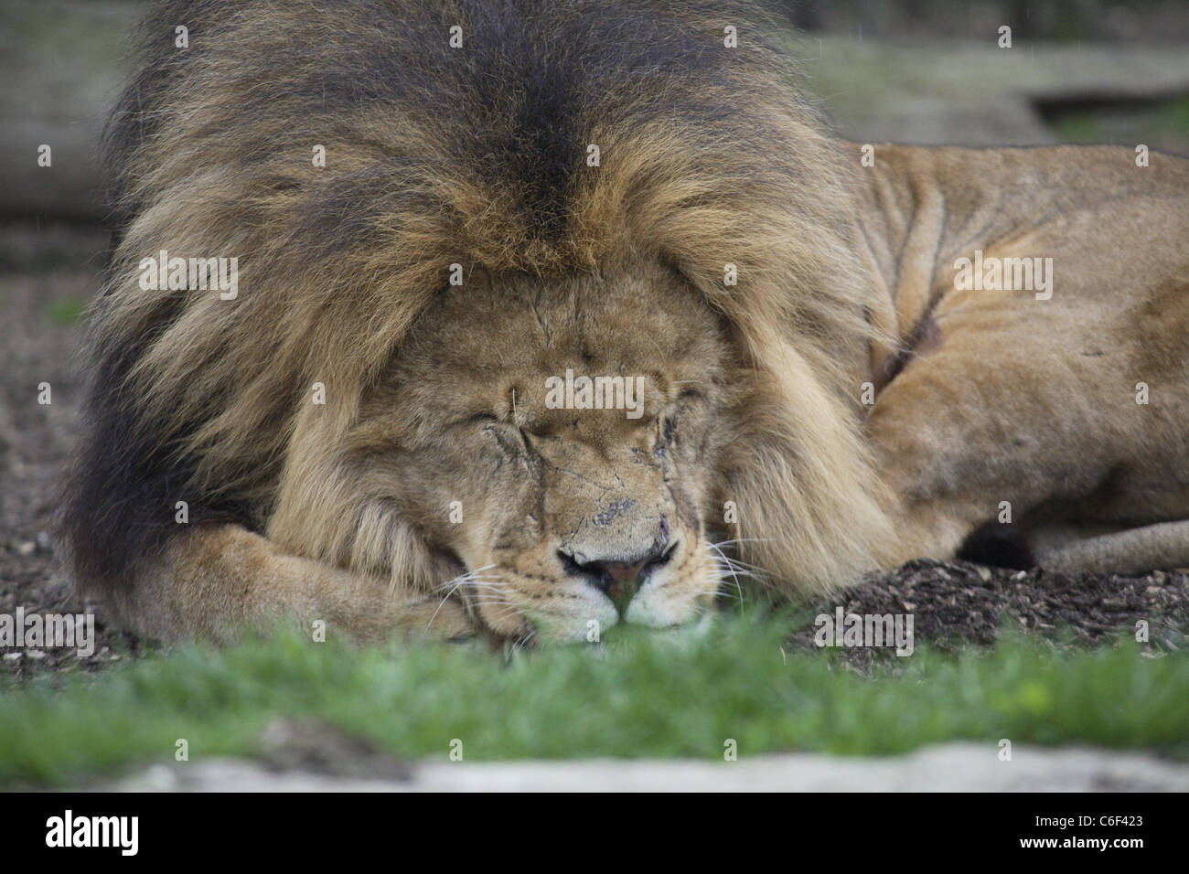 Male adult lion hi-res stock photography and images - Alamy