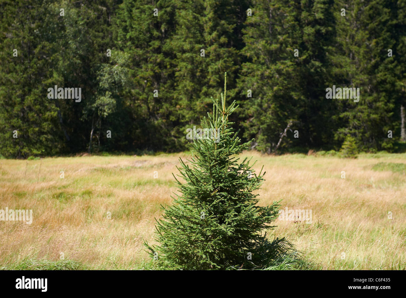The Bohemian Forest mountain range, Sumava National Park, Böhmerwald ...
