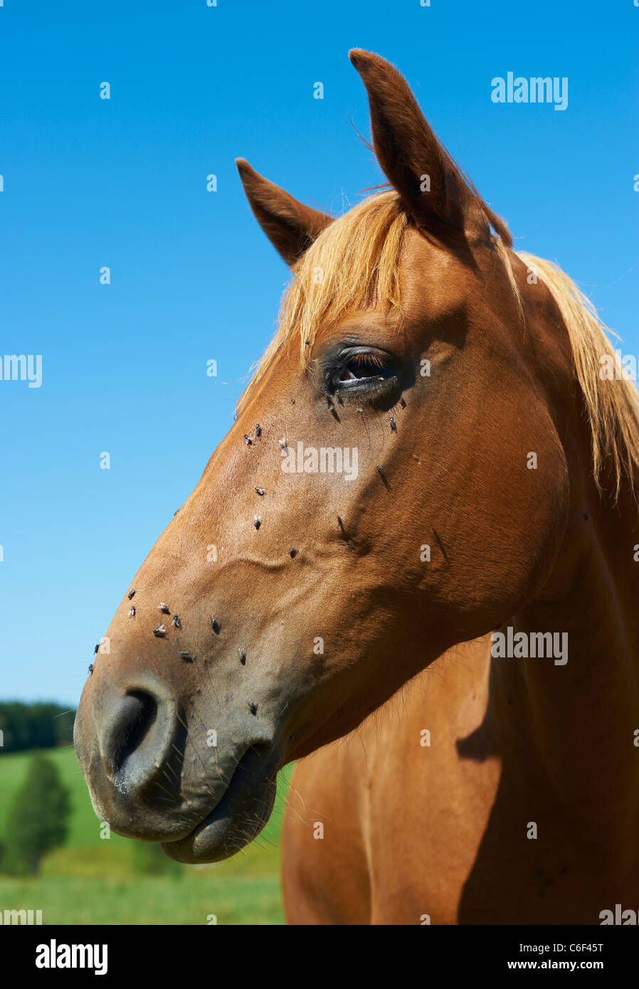 Portrait of horse outdoors Stock Photo - Alamy