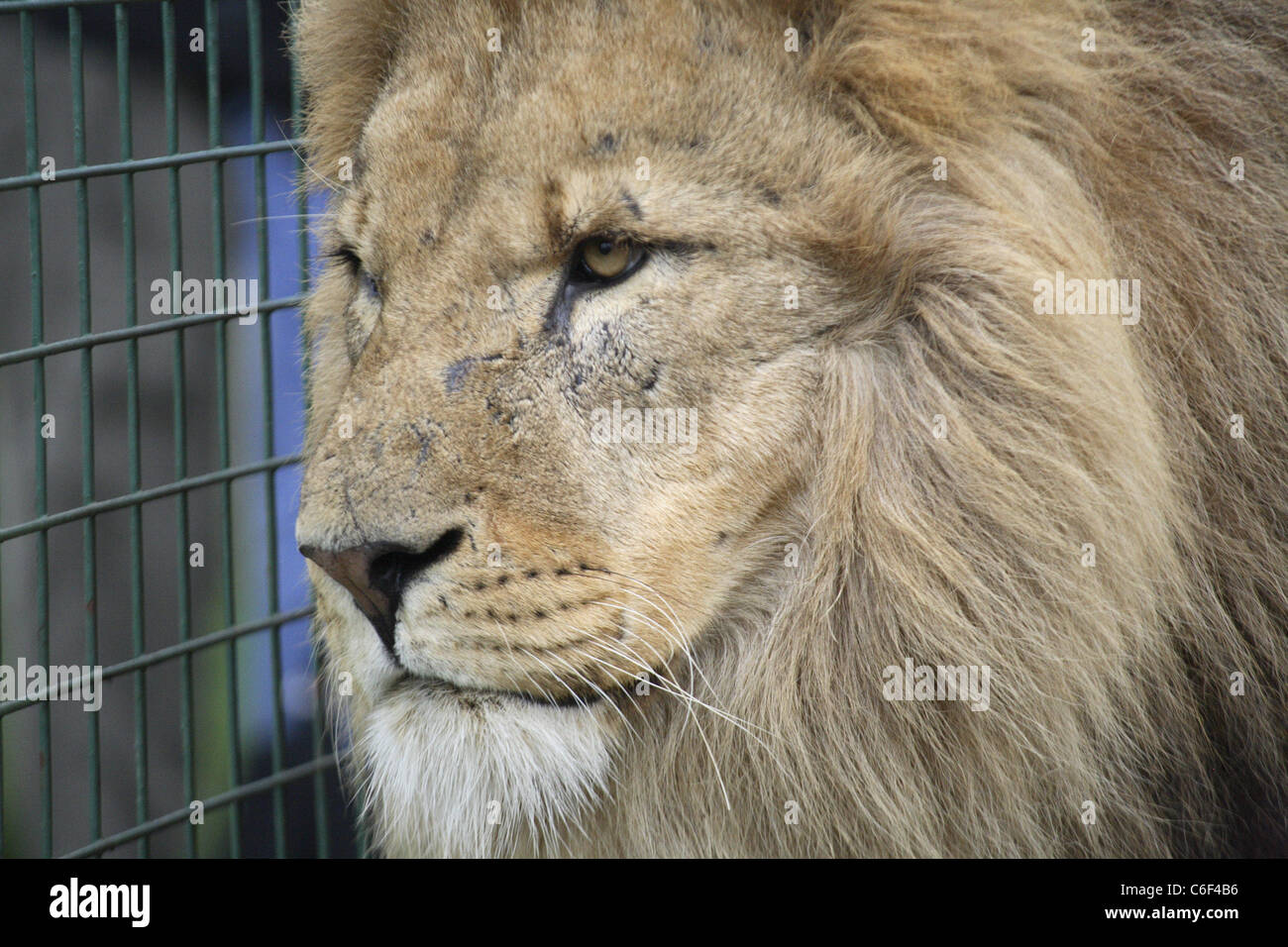 A male adult lion at Wildlife Heritage Center, Kent, UK Stock Photo - Alamy