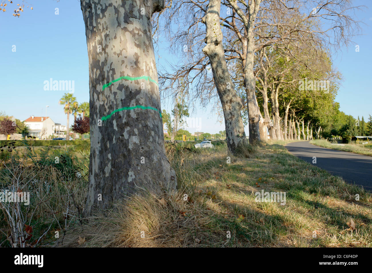 Dying Poplar trees by the Canal du Midi at Portiragnes in France marked ...