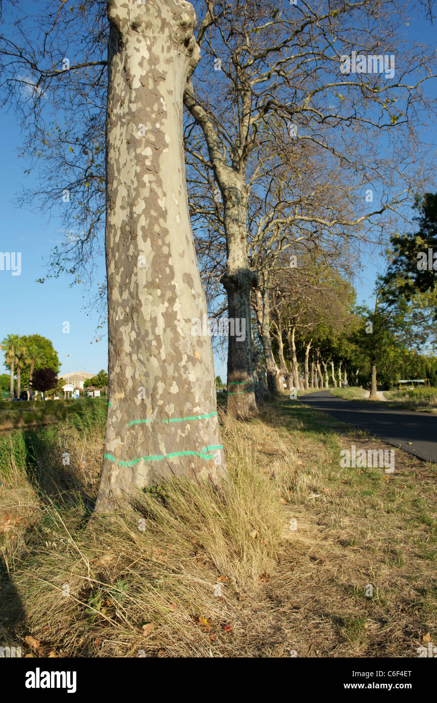 Dying Poplar trees by the Canal du Midi at Portiragnes in France marked ...