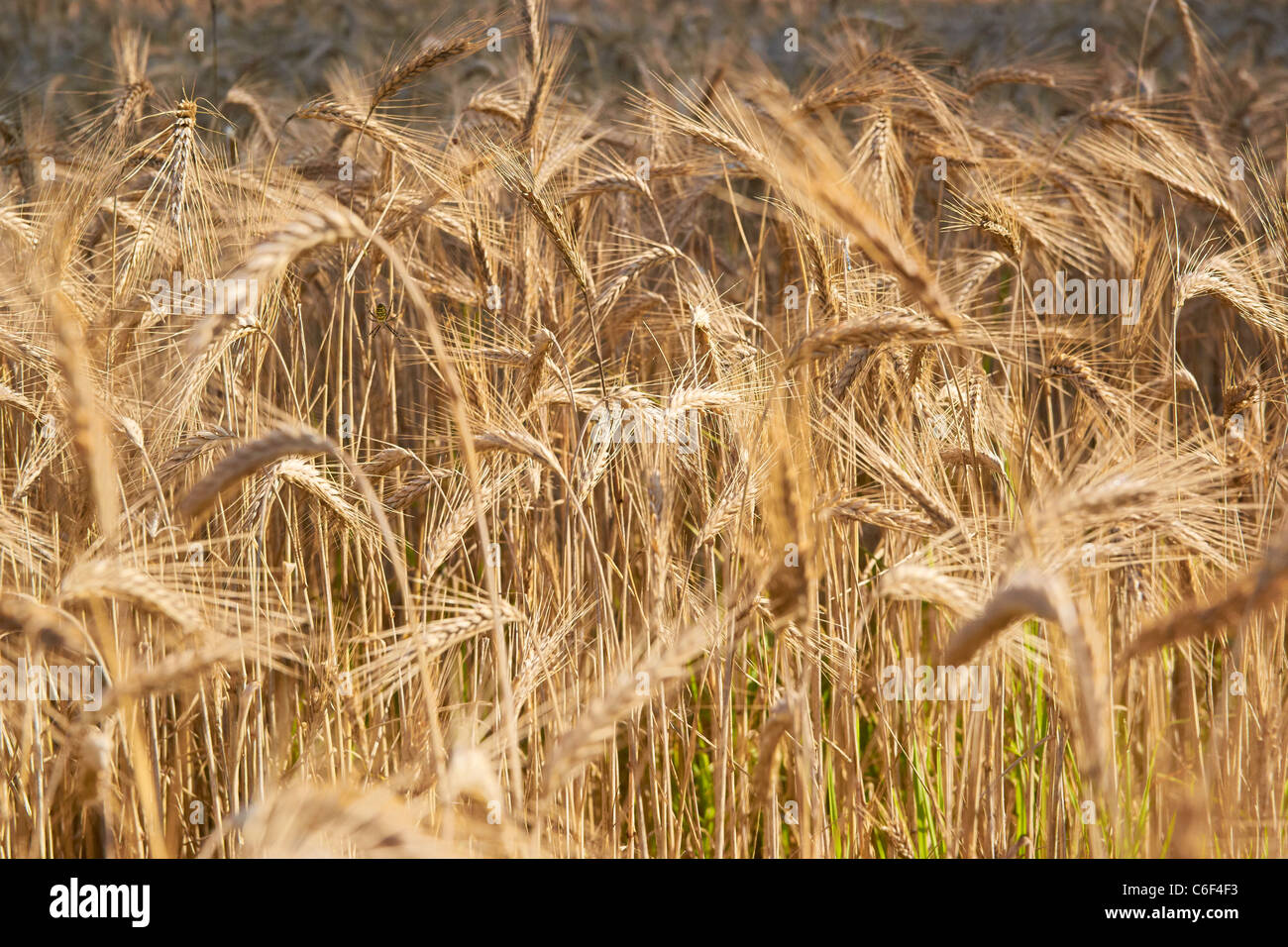 Corn field in summer, Poland, Europe Stock Photo - Alamy