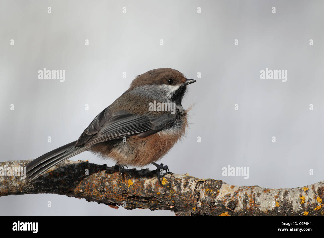 Boreal Chickadee (Poecile hudsonicus Stock Photo - Alamy