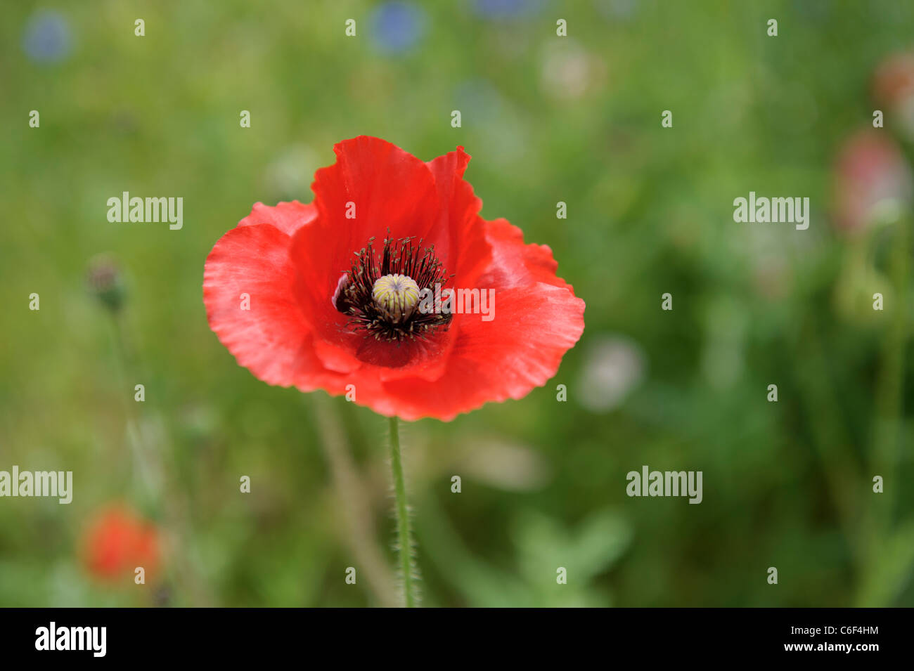 Red Poppy flower Stock Photo - Alamy