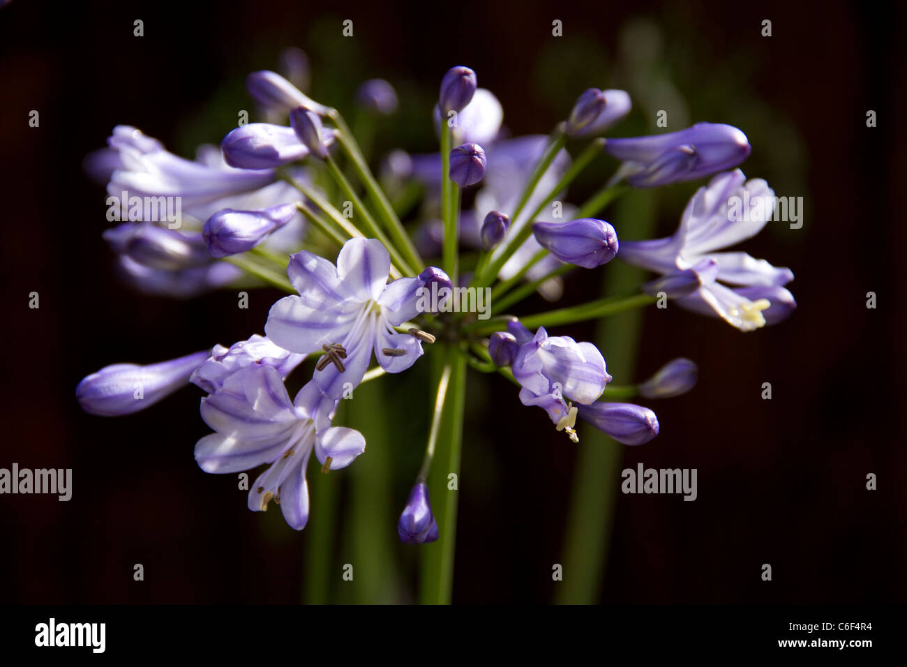 African Lily Flower on black background Stock Photo - Alamy