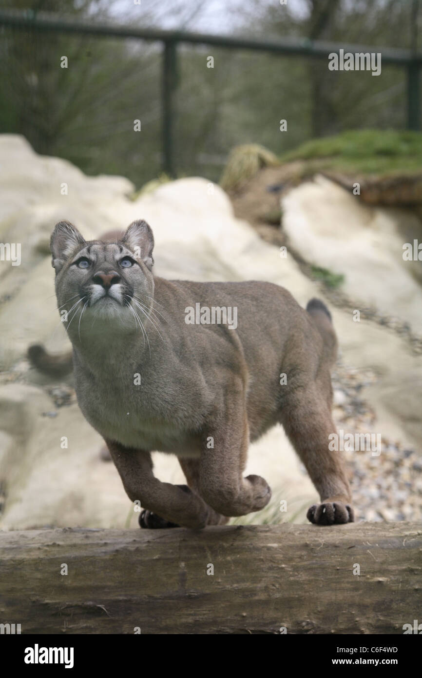 A puma chasing food at Wildlife Heritage Center, Kent, UK Stock Photo ...