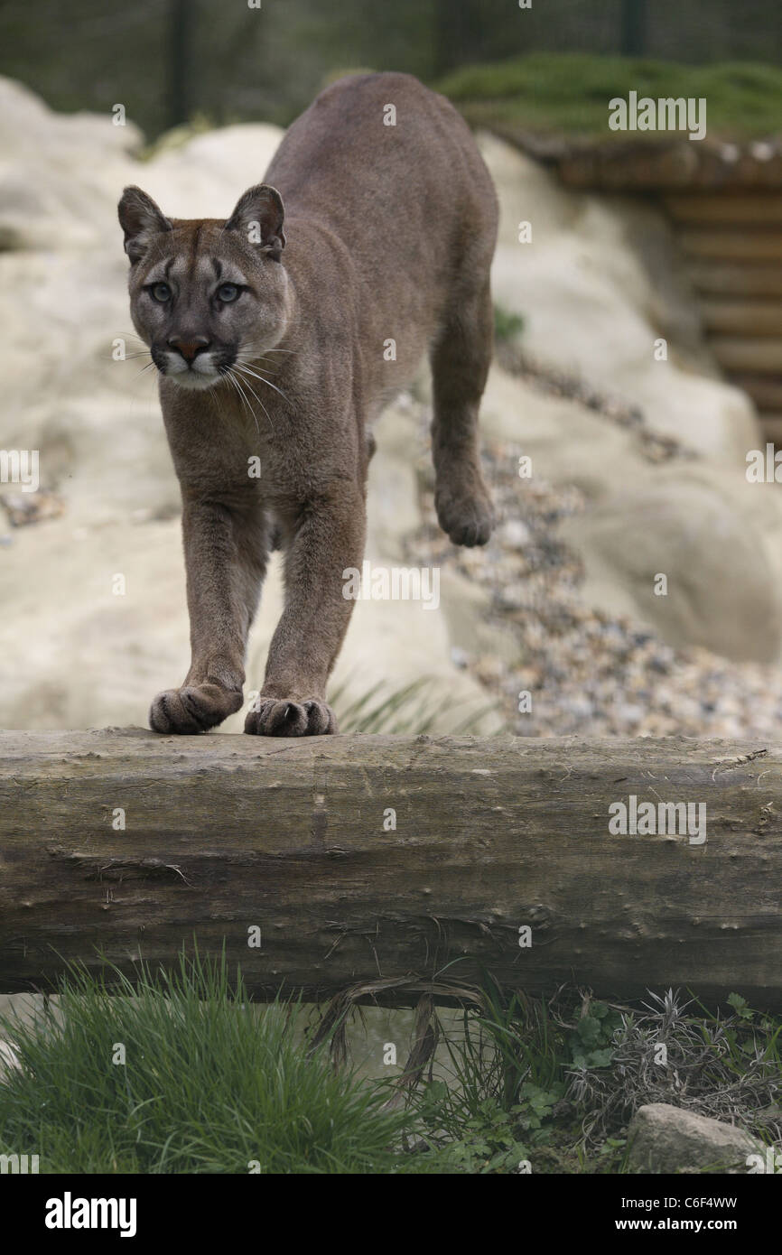 A puma leaping at Wildlife Heritage Center, Kent, UK Stock Photo - Alamy