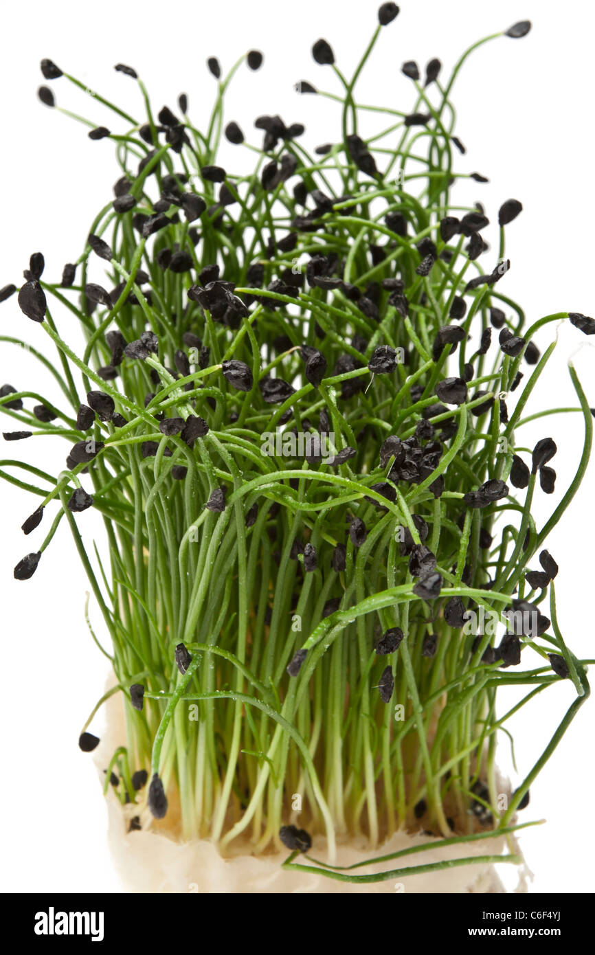 Micro herb rock chive hi-res stock photography and images - Alamy