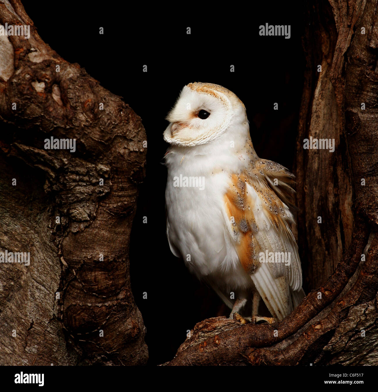 Barn owl in hollow tree hi-res stock photography and images - Alamy
