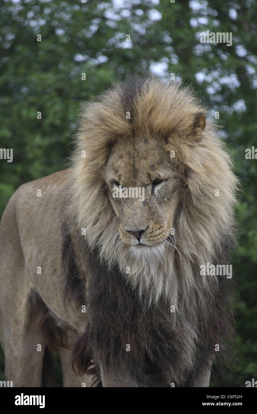 A male adult lion at Wildlife Heritage Center, Kent, UK Stock Photo - Alamy