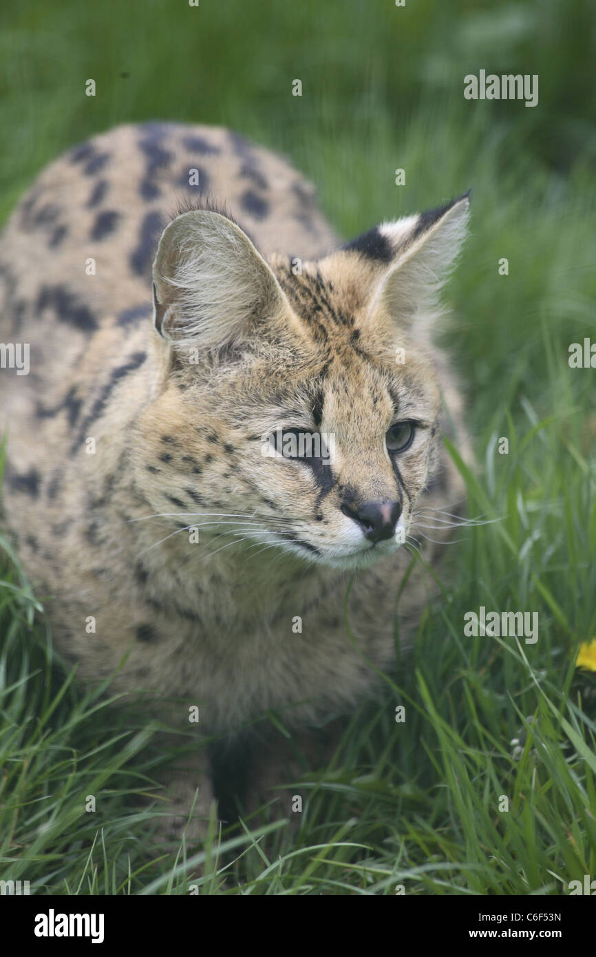 Serval big cat hi-res stock photography and images - Alamy