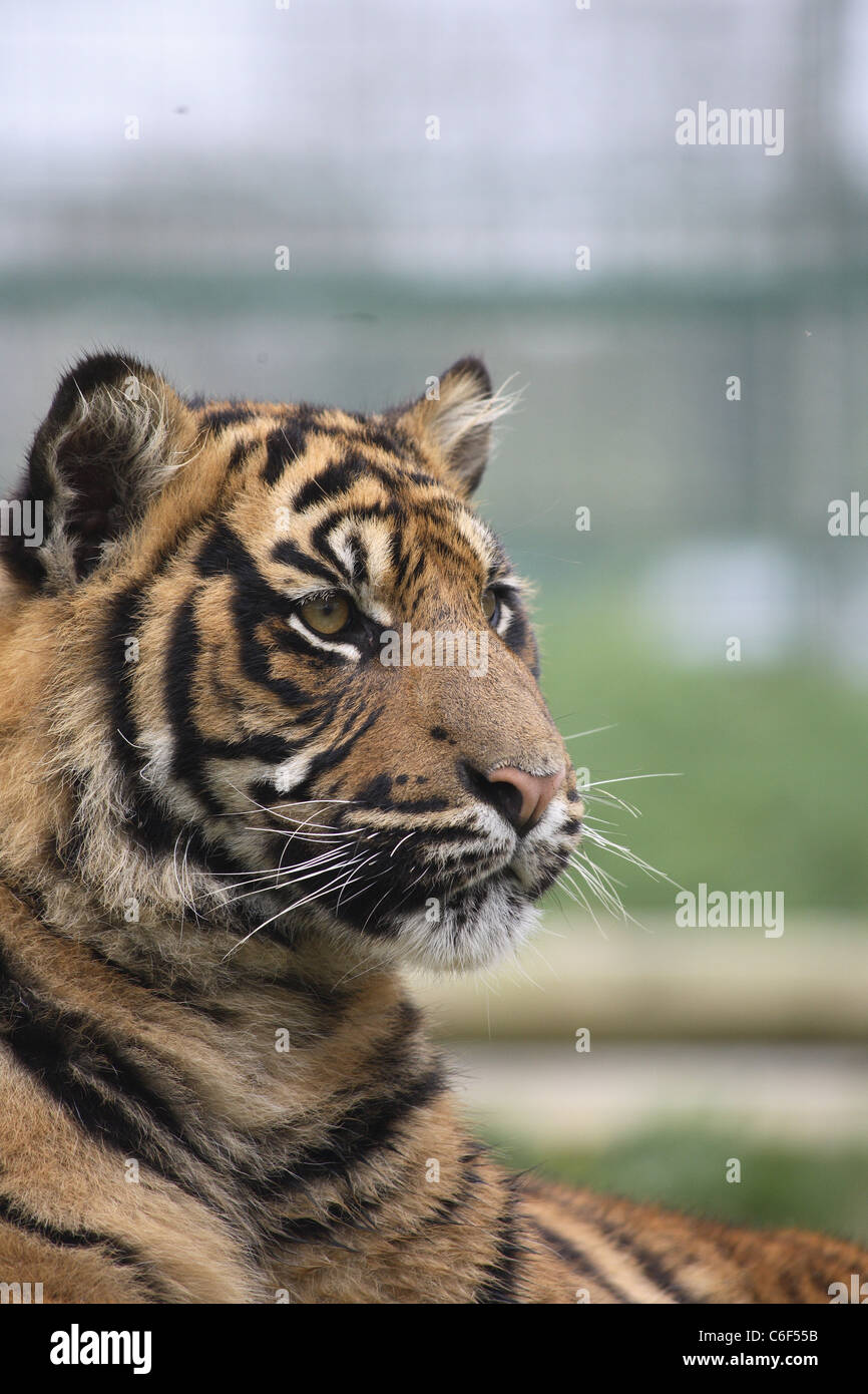 Tiger wildlife heritage foundation in hi-res stock photography and ...